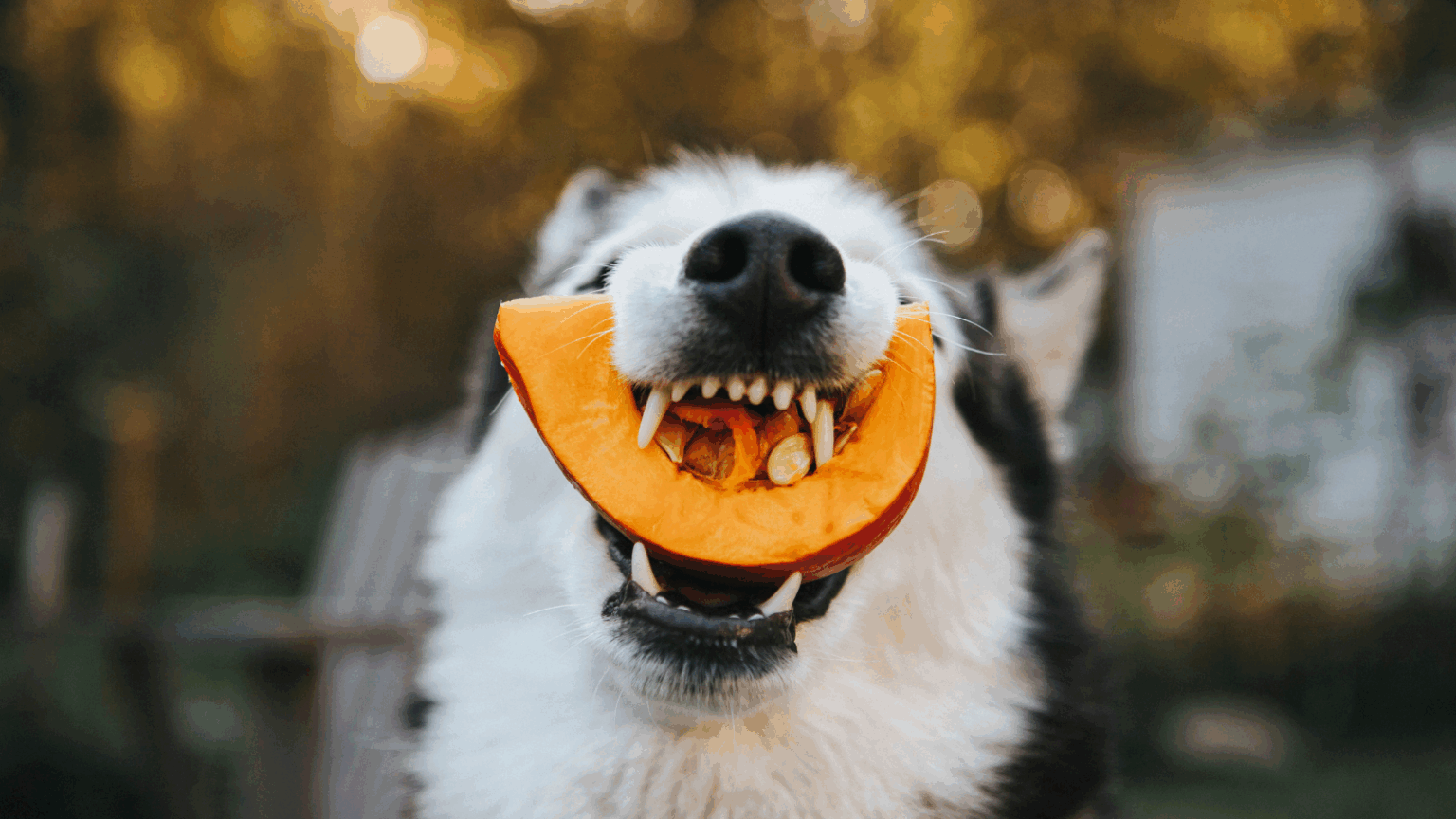 Can My Pet Eat Pumpkin? - Toronto Humane Society