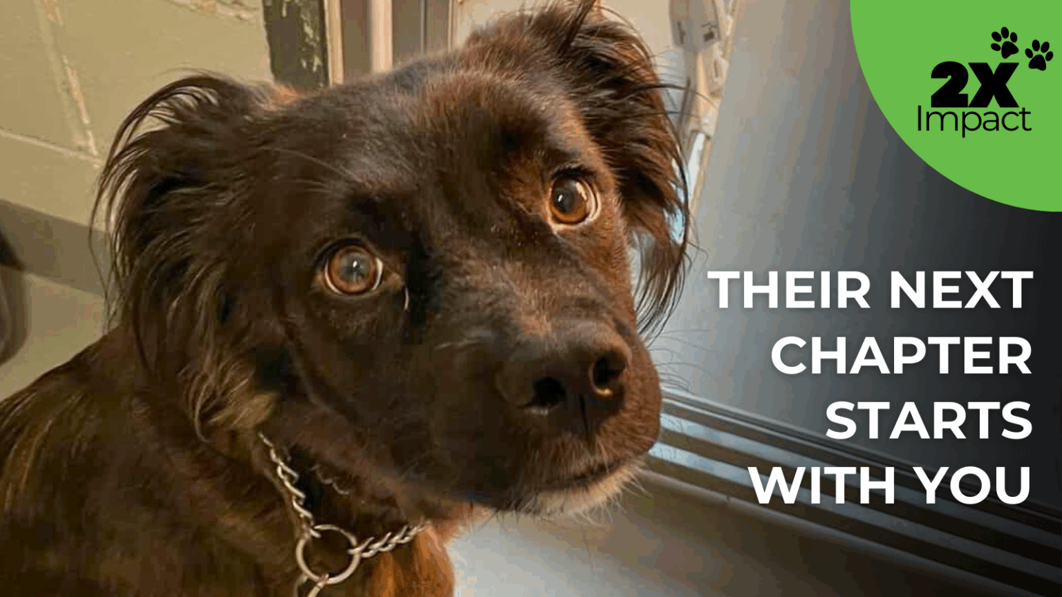 Public Vet Care - Toronto Humane Society