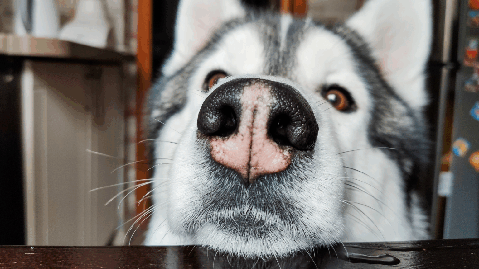 Did You Know? A Dog’s Nose Knows It All - Toronto Humane Society