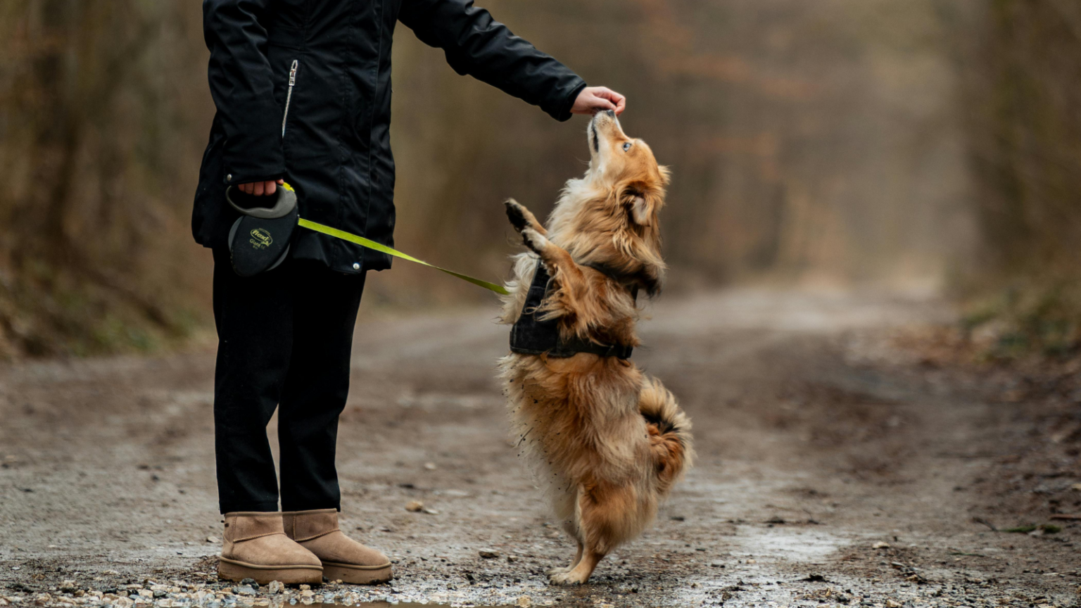 How Do I Teach My Dog Basic Cues or Leash Manners? - Toronto Humane Society