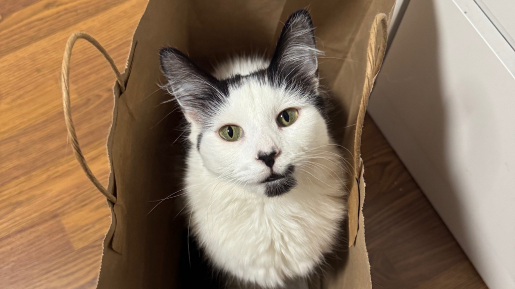 Because of You, Bella and Rachel Could Stay Together - Toronto Humane ...