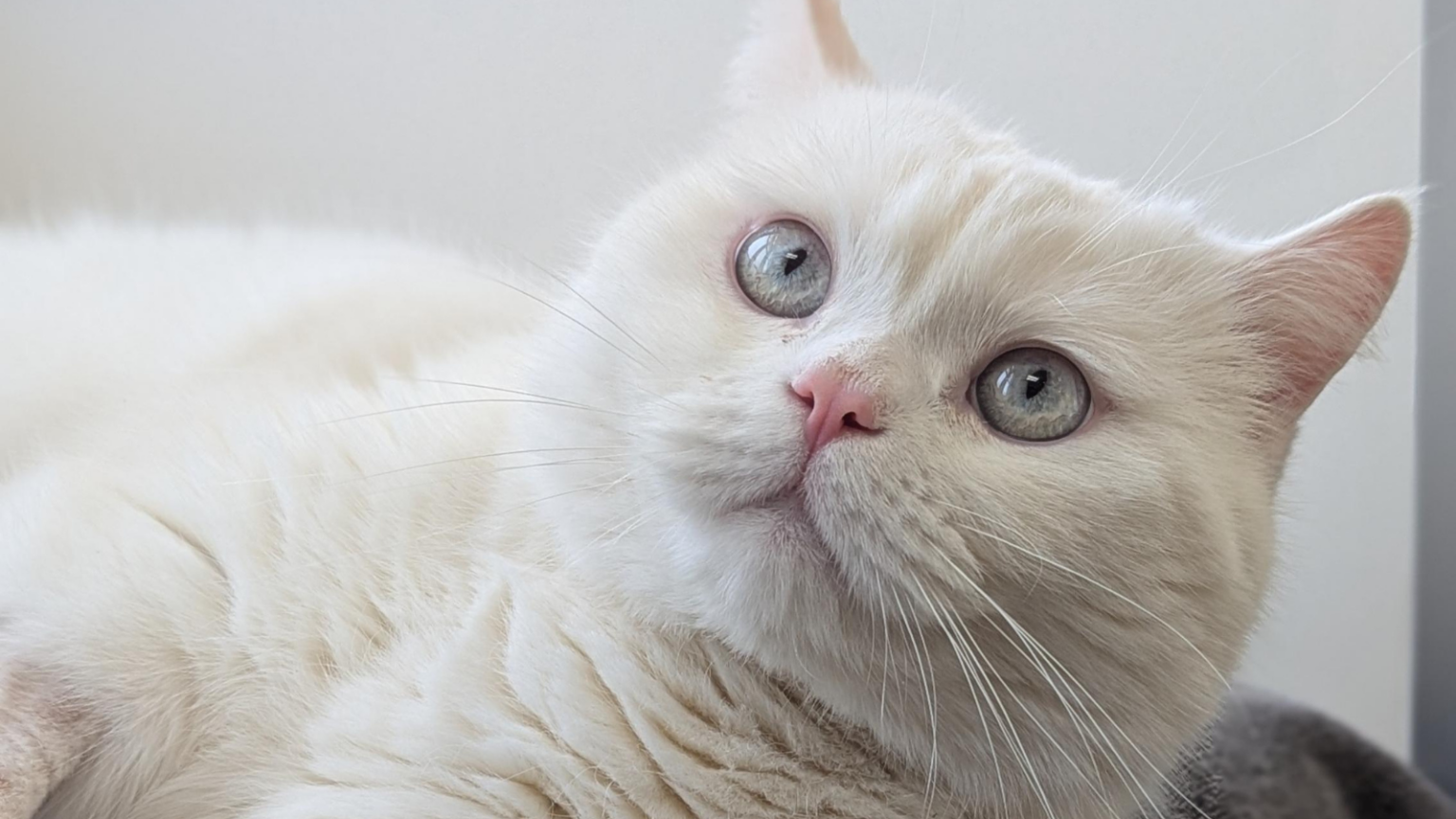Because of You, Tails is Getting The Lifesaving Care He Needs - Toronto ...